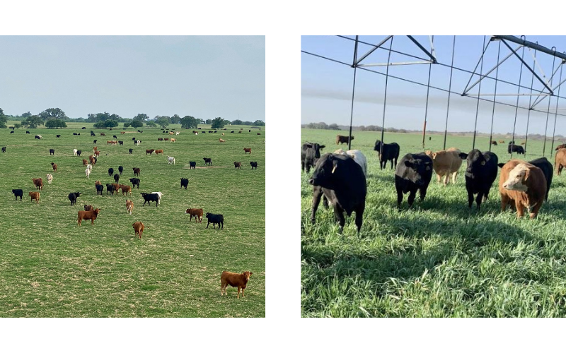 Wyatt Cattle & Beef | Wyatt Cattle & Beef