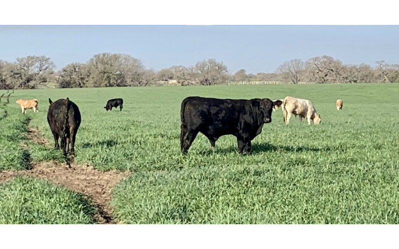 Wyatt Cattle & Beef | Wyatt Cattle & Beef